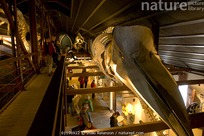 Stock photo of Sperm whale (Physeter macrocephalus) skeleton in Husavik ...
