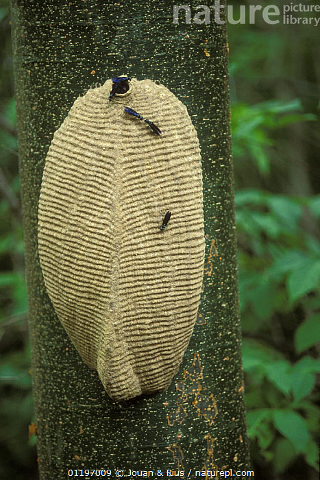 Stock photo of Paper Wasp (Polistes sp.) nest, rainforest habitat ...