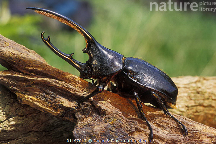 Stock photo of Hercules Rhinoceros beetle (Dynastes hercules), tropical ...