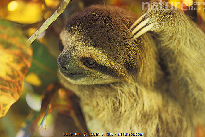 Stock photo of Pale-throated Three-toed Sloth (Bradypus tridactylus ...