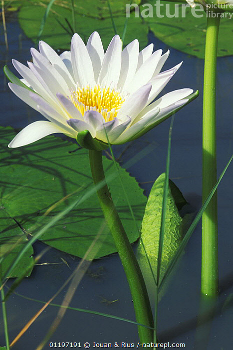 Stock photo of Water lily flowering in a swamp after the rainy season ...