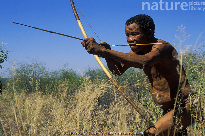 Stock photo of Bushman hunter with traditional bow, Bushmanland ...