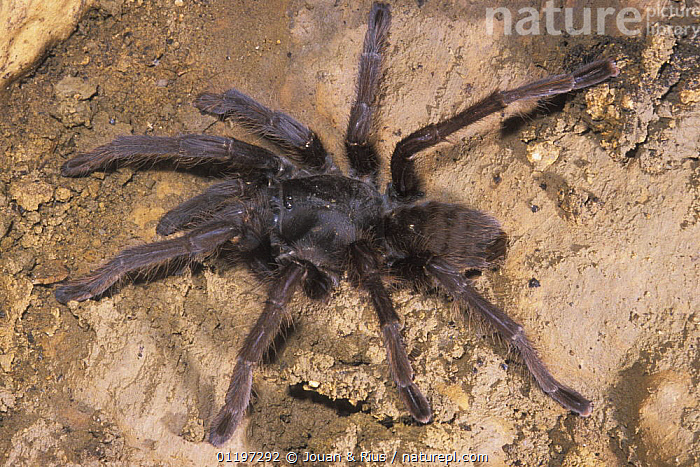 Stock photo of Mygale tarantula spider in cave, Ankarana Special ...