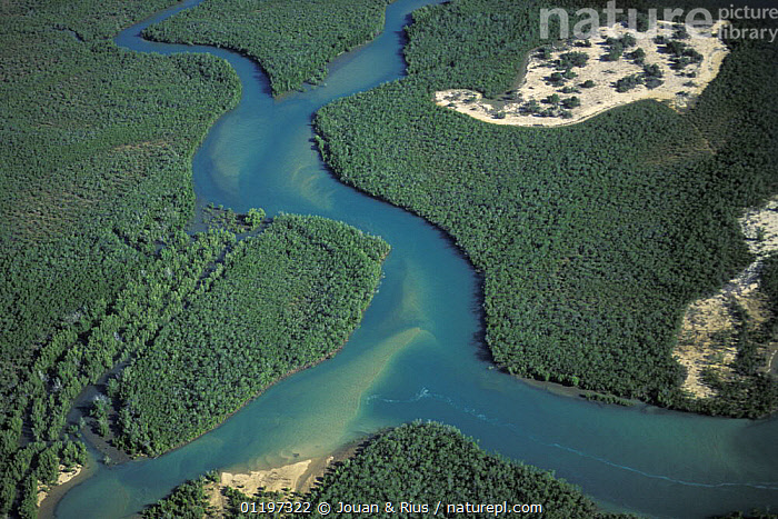 Stock photo of Aerial view of river flowing through mangroves, West ...