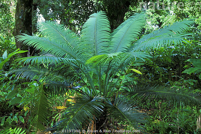 Stock photo of Endemic palm in tropical rainforest, Masoala NP ...