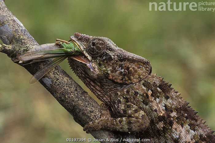 Stock photo of Short-horned / Elephant-eared chameleon (Calumma ...