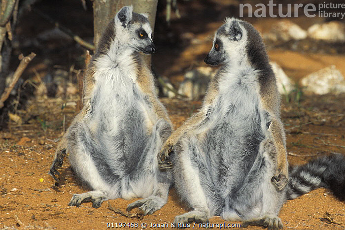 Ring Tailed Lemurs Sunbathing Meditating Ring Tailed Lemur Sunbathing