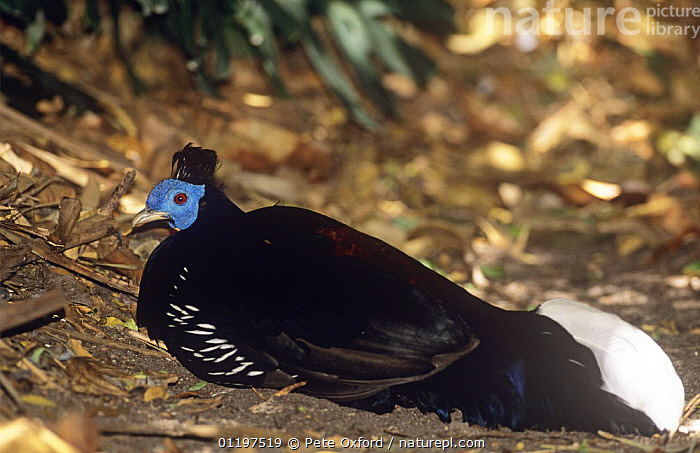 Stock photo of Crested fireback pheasant (Lophuria ignita) on forest ...