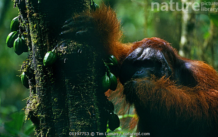 Stock photo of Orang utan {Ponga pygmaeus} feeding on fruit of ...