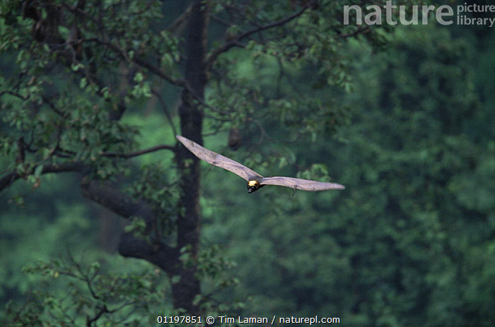 Stock photo of Golden capped fruit bat / Golden-crowned flying fox ...