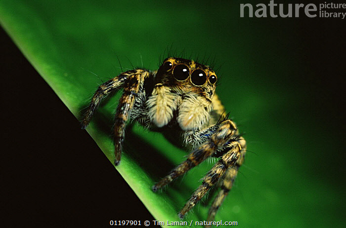 Jumping Spider Species In Philippines