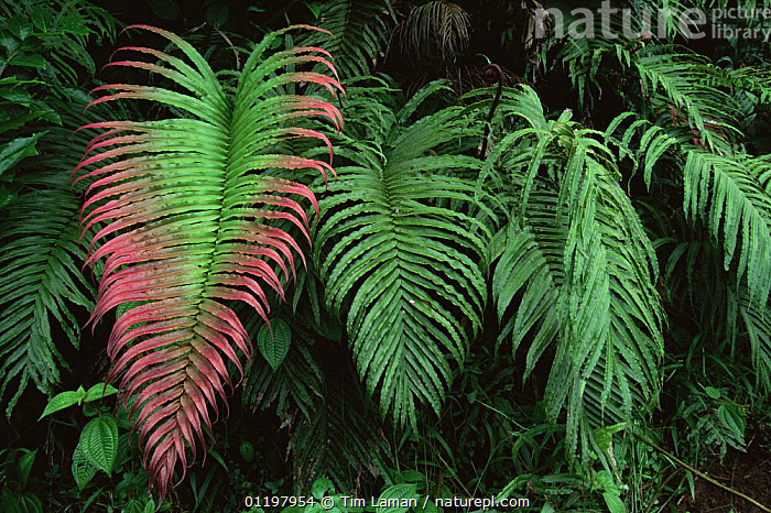 Stock photo of Fern (Blechnum orientale) growing in rainforest, Taveuni ...
