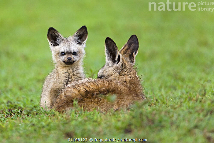 Stock photo of Bat-eared Fox (Otocyon megalotis) adult with juvenile ...