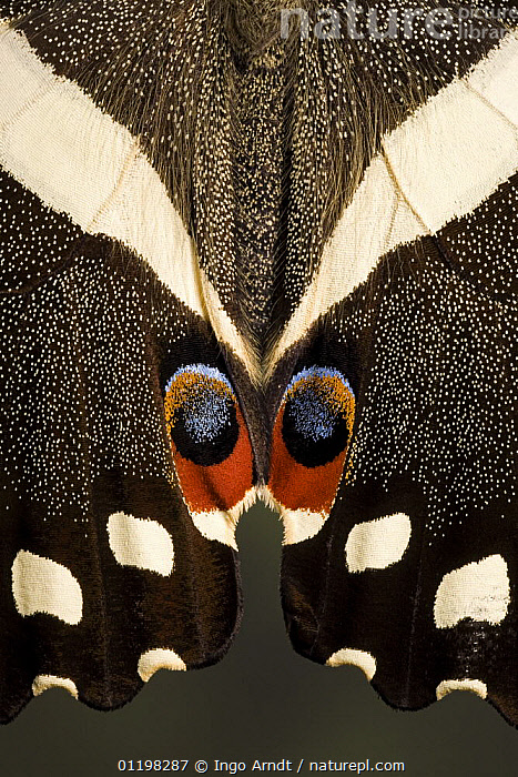 Stock photo of Close-up of wing detail of Emperor swallowtail butterfly ...