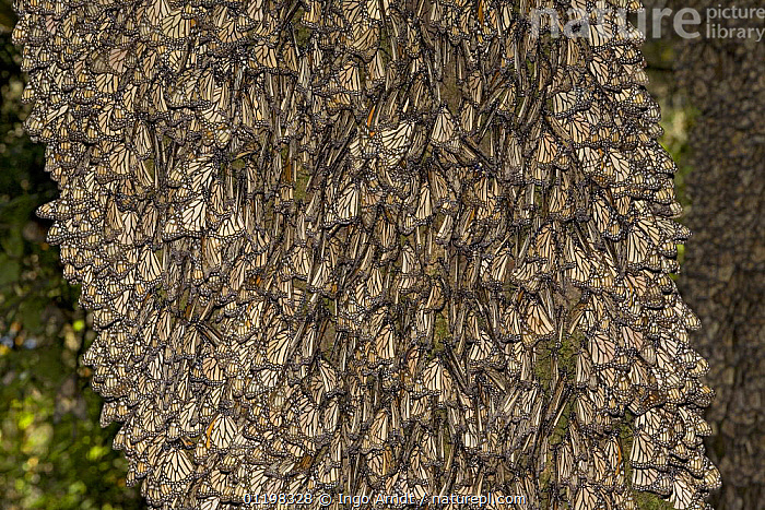 Stock photo of Monarch butterflies (Danaus plexippus) covering tree ...