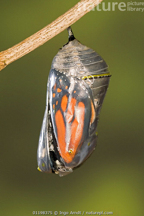 Stock photo of Monarch butterfly (Danaus plexippus) emerging from its ...