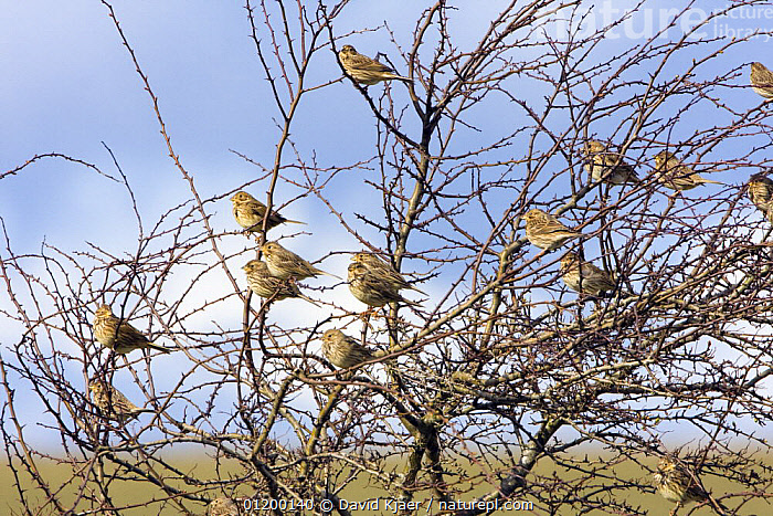 Stock photo of Corn Buntings (Miliaria calandra) in tree, Wiltshire ...