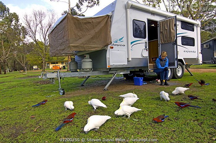 Stock photo of Birds feeding on seed by a caravan, The Lakeside Caravan ...