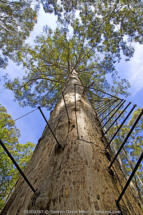 Stock photo of Ladder for climbing up a large Karri tree (Eucalyptus ...