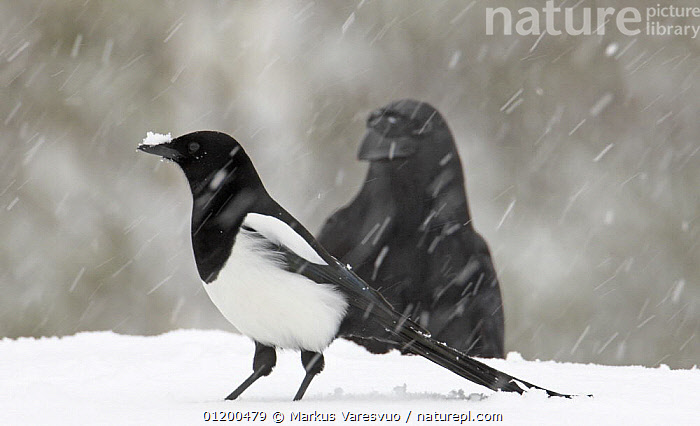 Stock photo of Magpie (Pica pica) and crow (Corvus sp) in snow. Utaj?i ...
