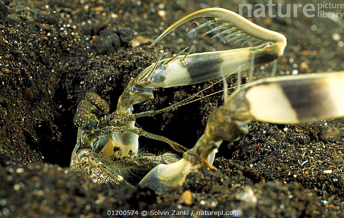 Stock photo of Front claws of spearer Mantis Shrimp (Lysiosquillina ...
