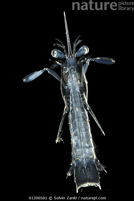 Stock photo of Mantis Shrimp Larva {Stomatopoda} Lembeh Straits ...