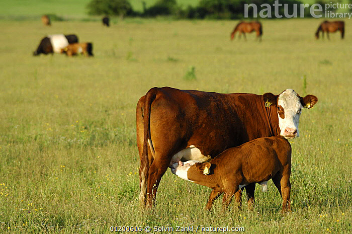 Stock photo of Domestic cattle {Bos taurus} Angus cross heifer suckling ...