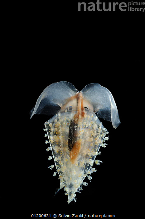 Stock photo of Sea butterfly {Clio recurva} (a thecosomate pteropod ...