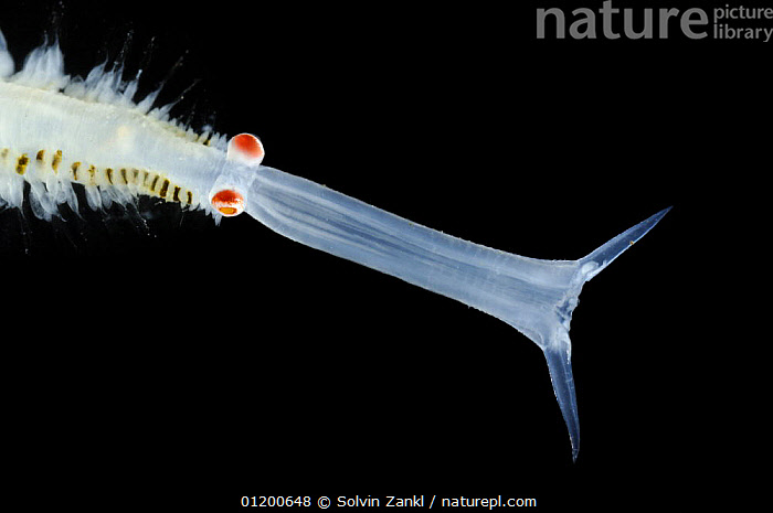 Stock photo of An alciopid polychaete worm {Vanadis sp} everting its ...