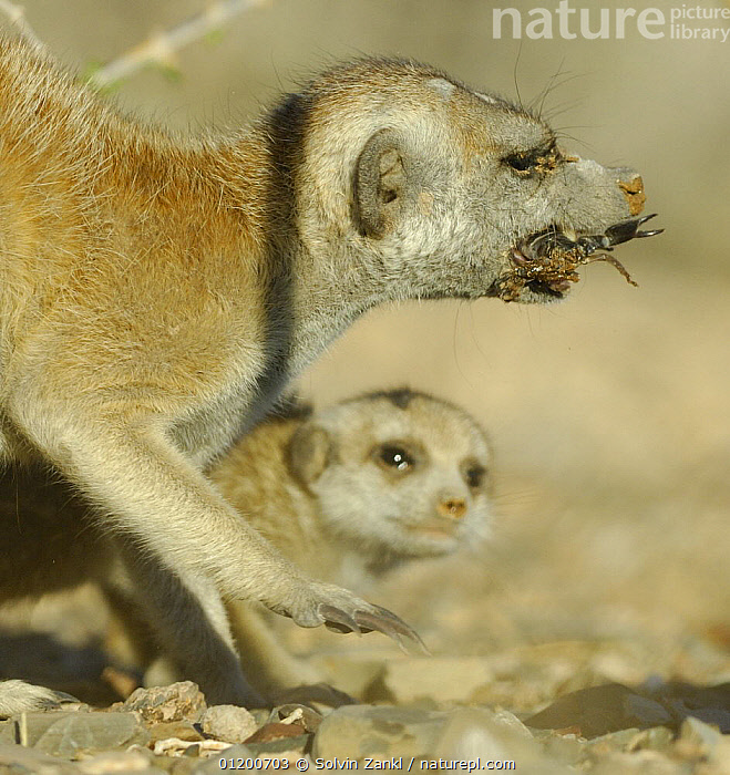 Stock photo of Meerkat (Suricata suricatta) juvenile watching adult ...