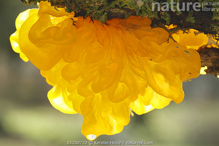 Stock photo of Yellow Brain fungus (Tremella mesenterica) Sardinia ...