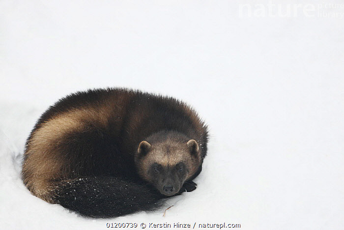 Stock photo of Wolverine (Gulo gulo) in snow, winter, Finland, captive ...