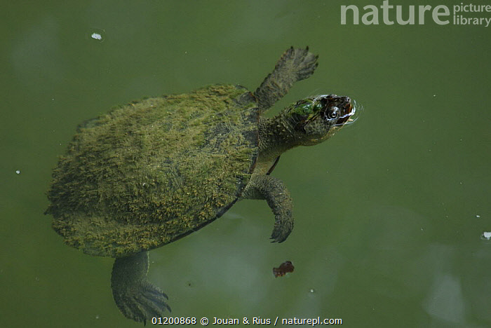 Stock photo of Freshwater turtle (Testudines) swimming with head above ...