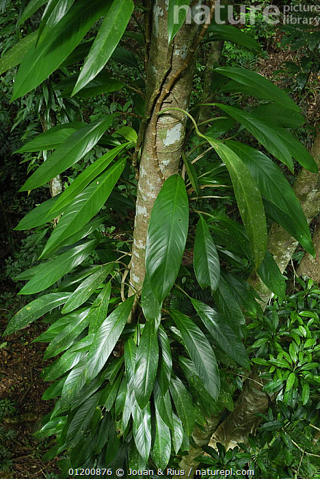 Epiphyte Plant
