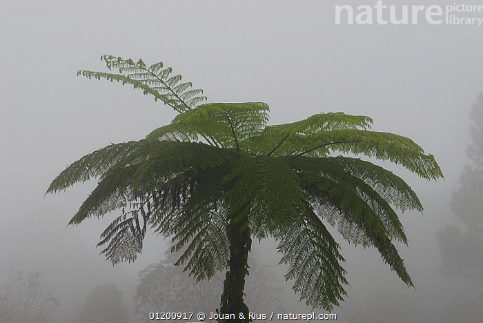 Stock photo of Tree fern (Cyathea sp.) in mist, Eugella National Park ...