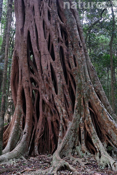 Stock photo of Strangler fig (Ficus watkinsiana) tree, Bunya Mountains ...