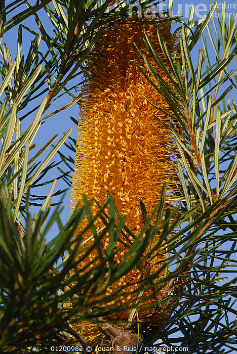 Stock photo of Flower of Banksia seed tree (Banksia integrifolia ...