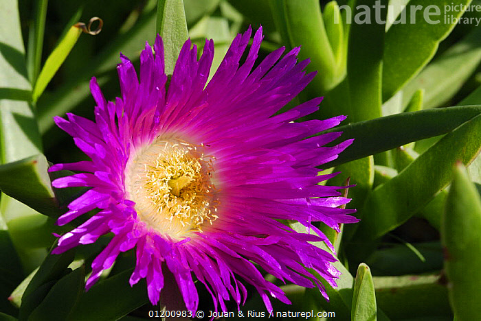 Stock photo of Karkalla / Pigface (Carpobrotus rossii) flower ...