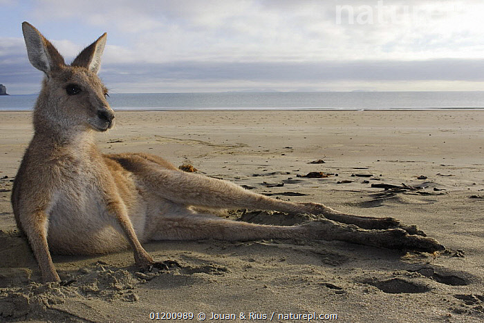 Stock photo of Eastern grey kangaroo (Macropus giganteus) resting on ...