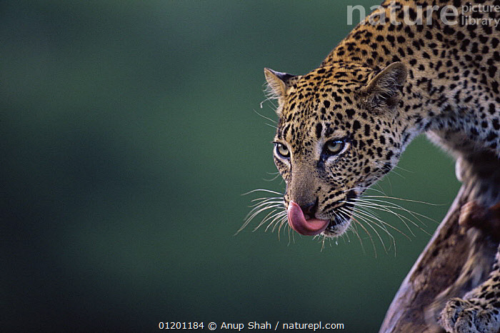 Stock photo of Leopard {Panthera pardus} licking its nose, Africa *Not ...
