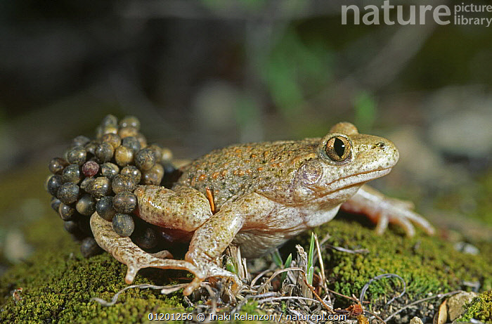 Stock photo of Midwife toad {Alytes obstetricans} male carrying eggs ...