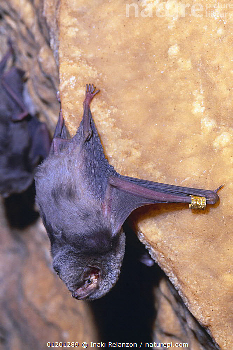 Stock photo of Schreiber's long fingered bat {Miniopterus schreibersii ...
