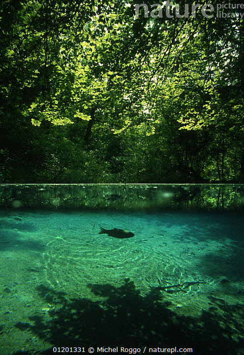 Stock photo of Red-eye / Rudd (Scardinius erythrophthalmus) in forest ...