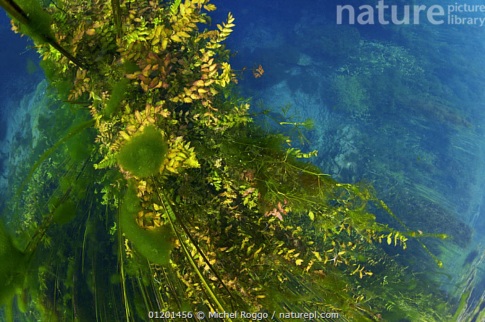 Stock photo of Water plants in underwater landscape in chalk stream ...