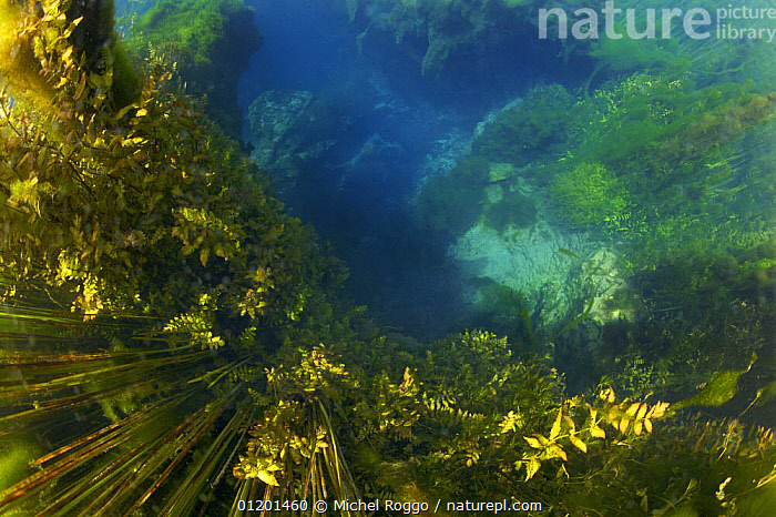 Stock photo of Water plants in underwater landscape in chalk stream ...