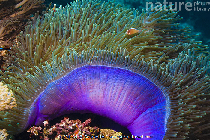Magnificent Anemone