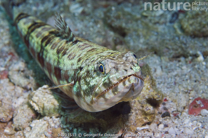 Stock photo of Variegated / Common lizardfish (Synodus variegatus ...