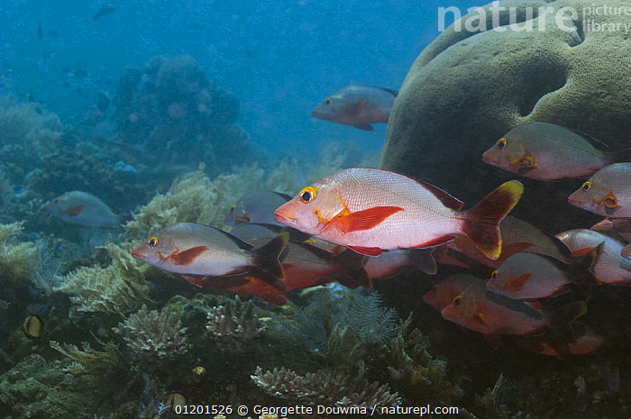 Stock photo of Humpback / Paddletail snapper (Lutjanus gibbus). Bali ...