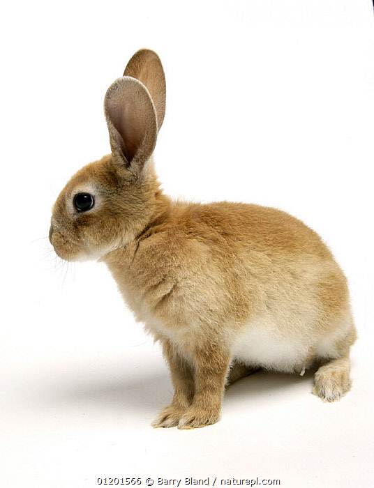 Stock photo of Rex domestic rabbit.. Available for sale on www.naturepl.com