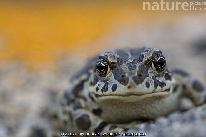 Stock photo of Mongolian / Siberian / Piebald toad (Bufo raddei) on ...